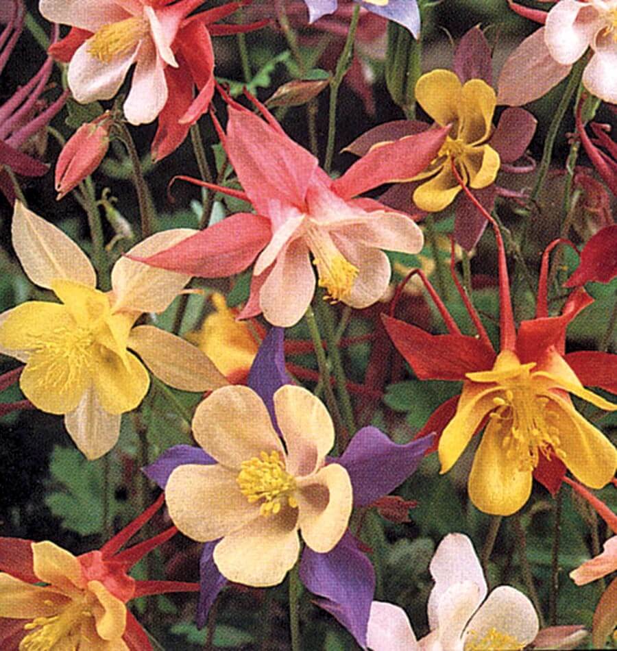 McKana's Giant Mix Columbine Seeds – West Coast Seeds