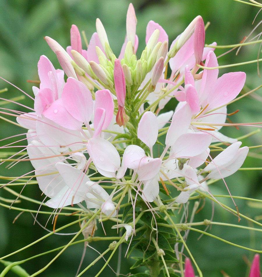 Spider Flower Cleome Seeds – West Coast Seeds