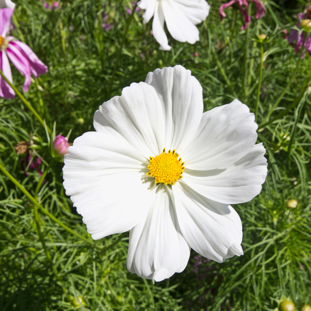 Mini Blend Cosmos Seeds – West Coast Seeds