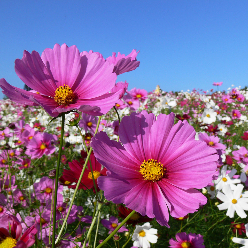 Mini Blend Cosmos Seeds – West Coast Seeds