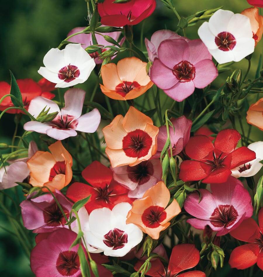 Linum Charmer Mix – West Coast Seeds