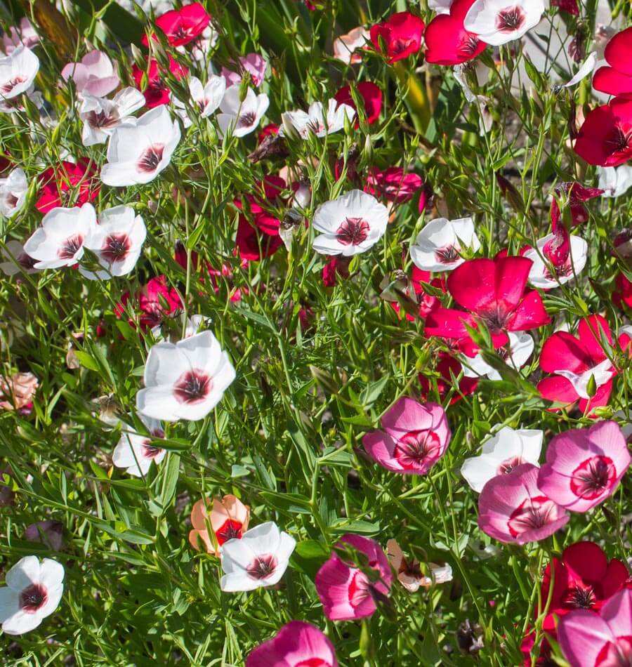 Linum Charmer Mix – West Coast Seeds