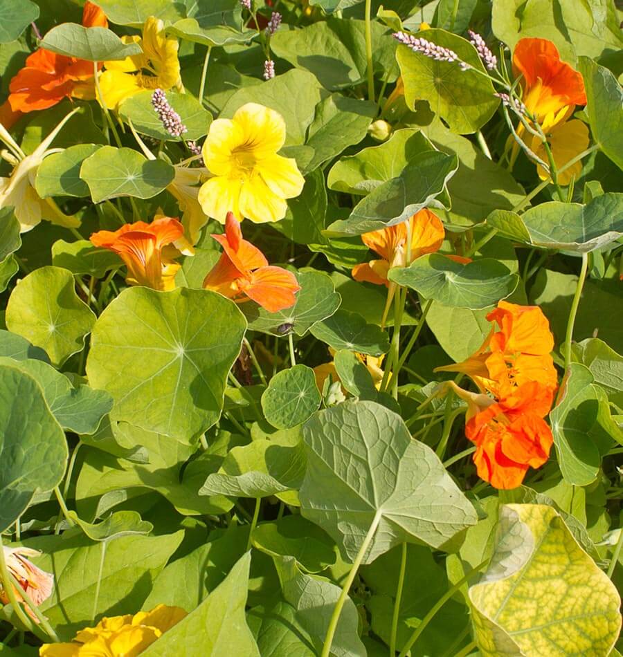 Jewel Mix Nasturtium Seeds – West Coast Seeds