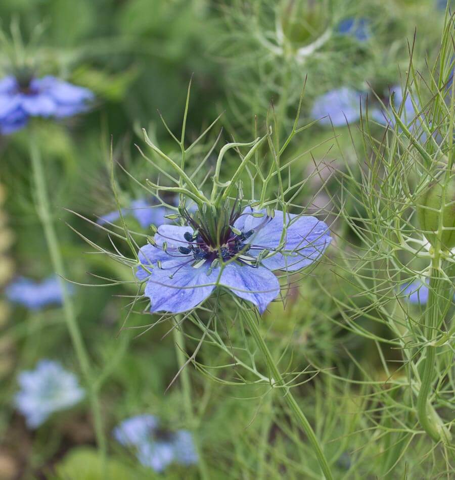 Persian Jewels Nigella Seeds – West Coast Seeds