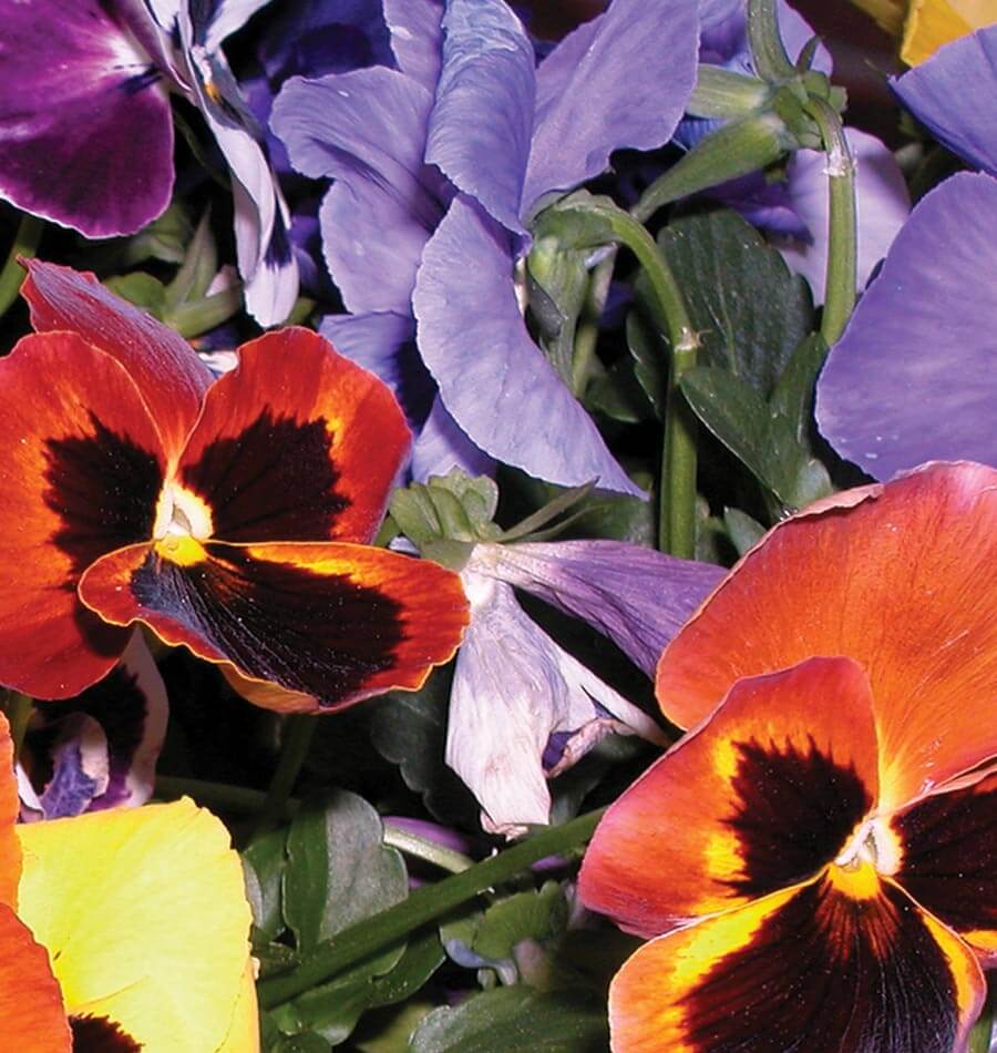 Swiss Giants Mix Pansy Seeds – West Coast Seeds