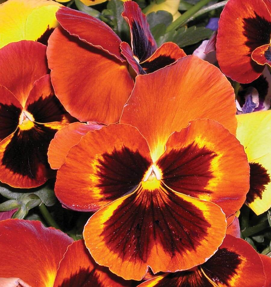 Swiss Giants Mix Pansy Seeds – West Coast Seeds