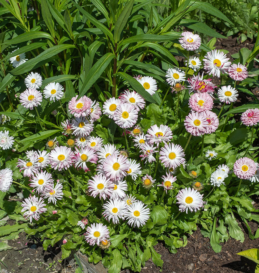 Bellis English Daisy Seeds – West Coast Seeds