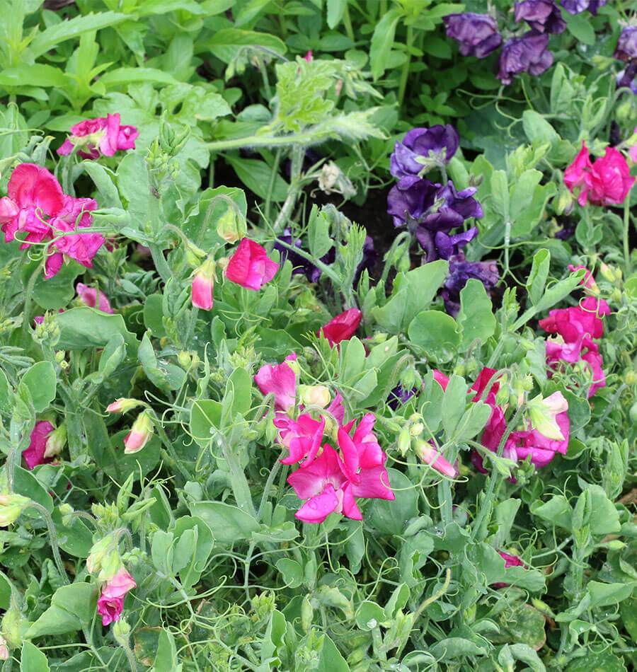 Patio Mix Sweet Pea Seeds – West Coast Seeds