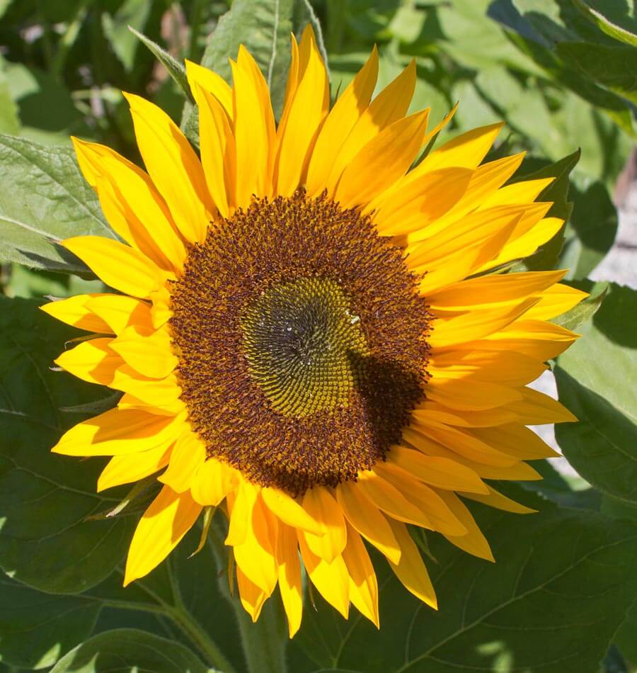 Zohar Organic Sunflower Seeds – West Coast Seeds