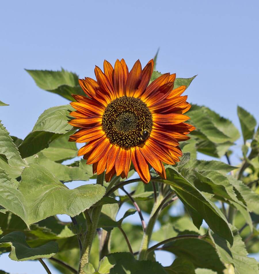 Velvet Queen Sunflower Seeds – West Coast Seeds