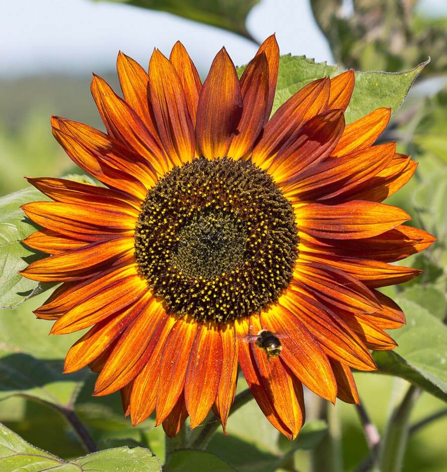 Velvet Queen Sunflower Seeds – West Coast Seeds