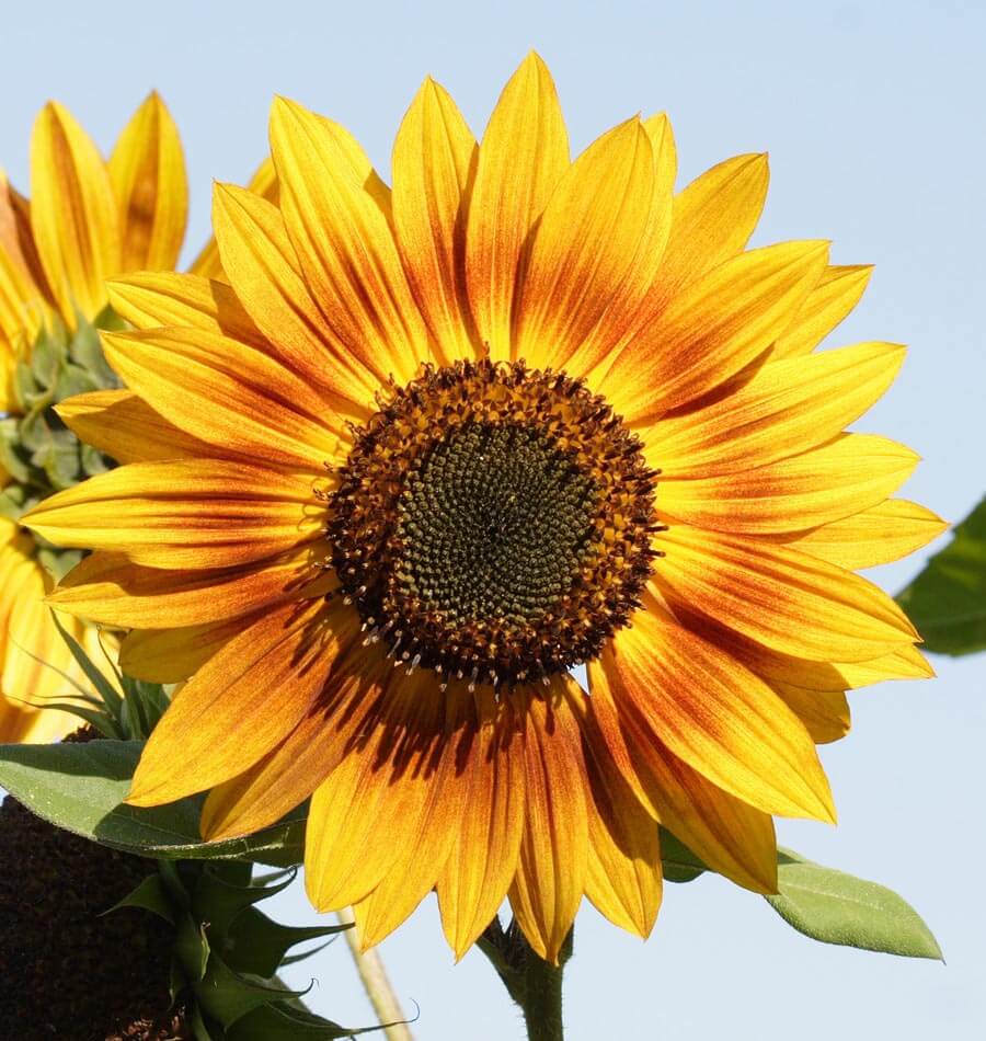 Solar Power Sunflower Seeds – West Coast Seeds