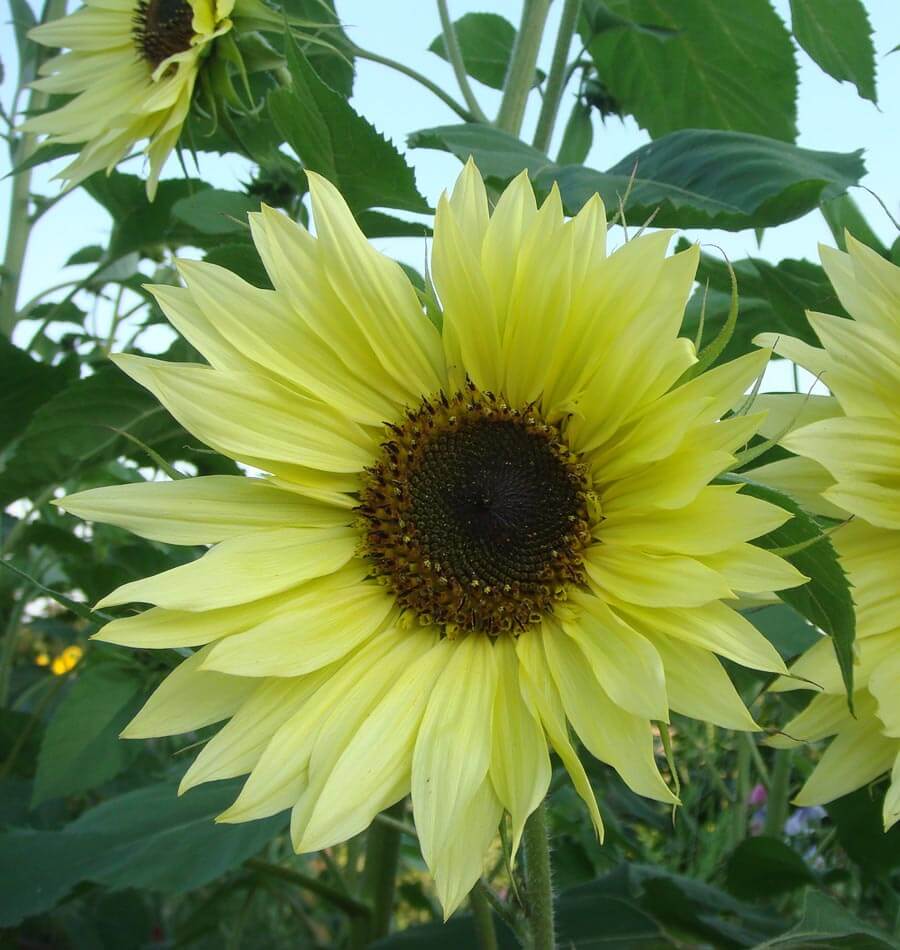 Lemon Queen Organic Sunflower Seeds – West Coast Seeds