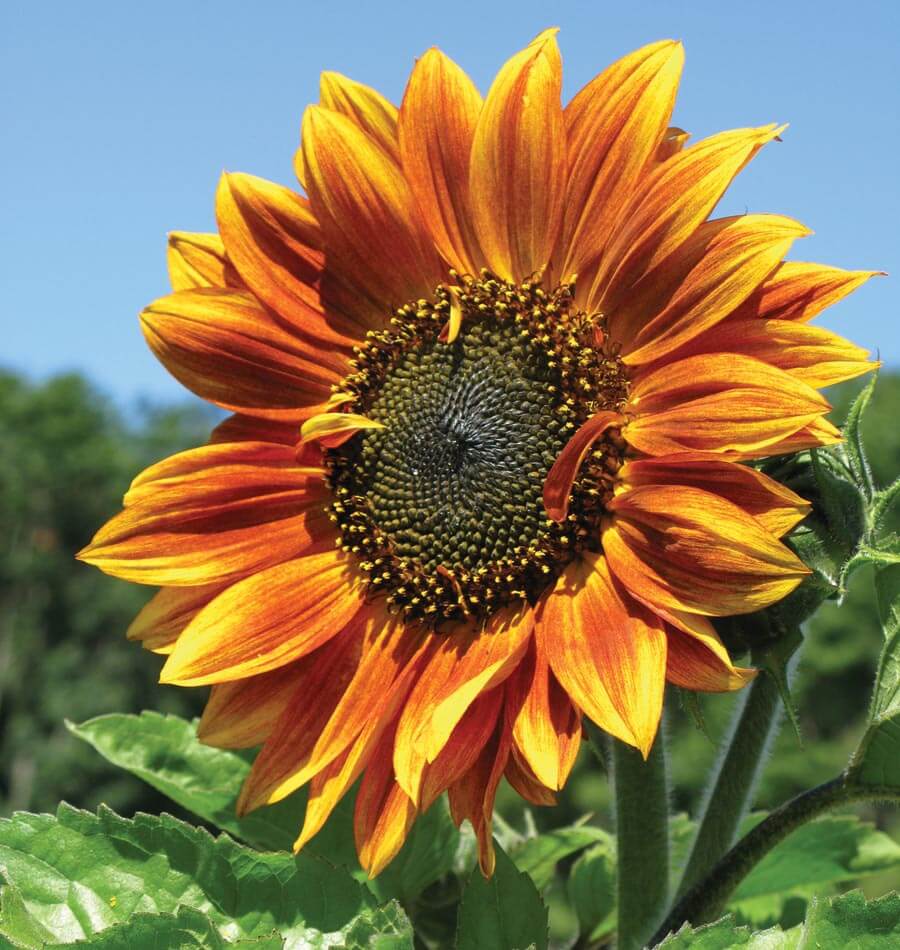 Autumn Beauty Sunflower Seeds – West Coast Seeds