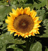 Dwarf Sunspot Sunflower Seeds – West Coast Seeds
