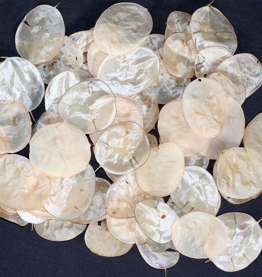 Honesty Lunaria Seeds – West Coast Seeds