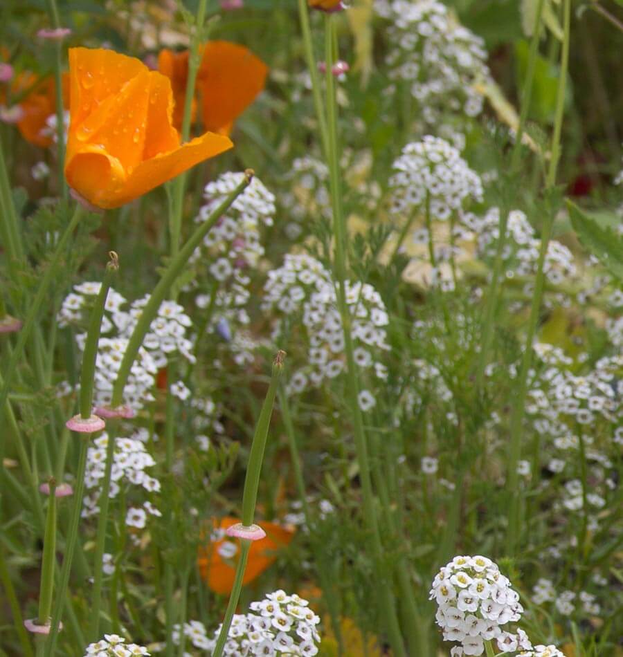 Beneficial Insect Blend Wildflower Seeds – West Coast Seeds