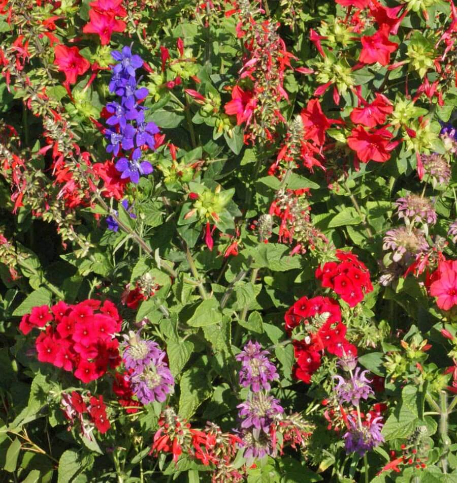 Hummingbird Blend Wildflower Seeds – West Coast Seeds