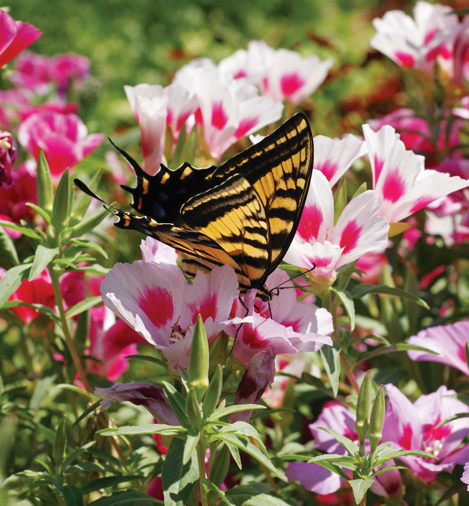 Butterfly Blend Wildflower Seeds – West Coast Seeds