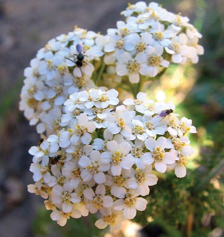 Yarrow Flower Images 5 Reasons To Grow Yarrow In Your Garden Tenth