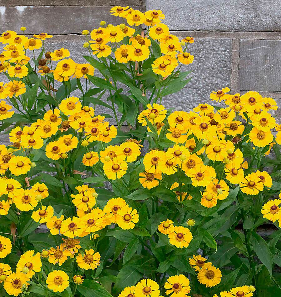 Autumn Sneezeweed Helenium Seeds – West Coast Seeds