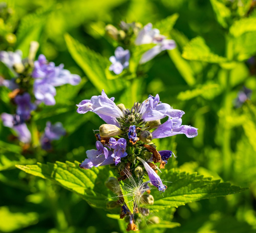 Nepeta Blue Panther Seeds – West Coast Seeds