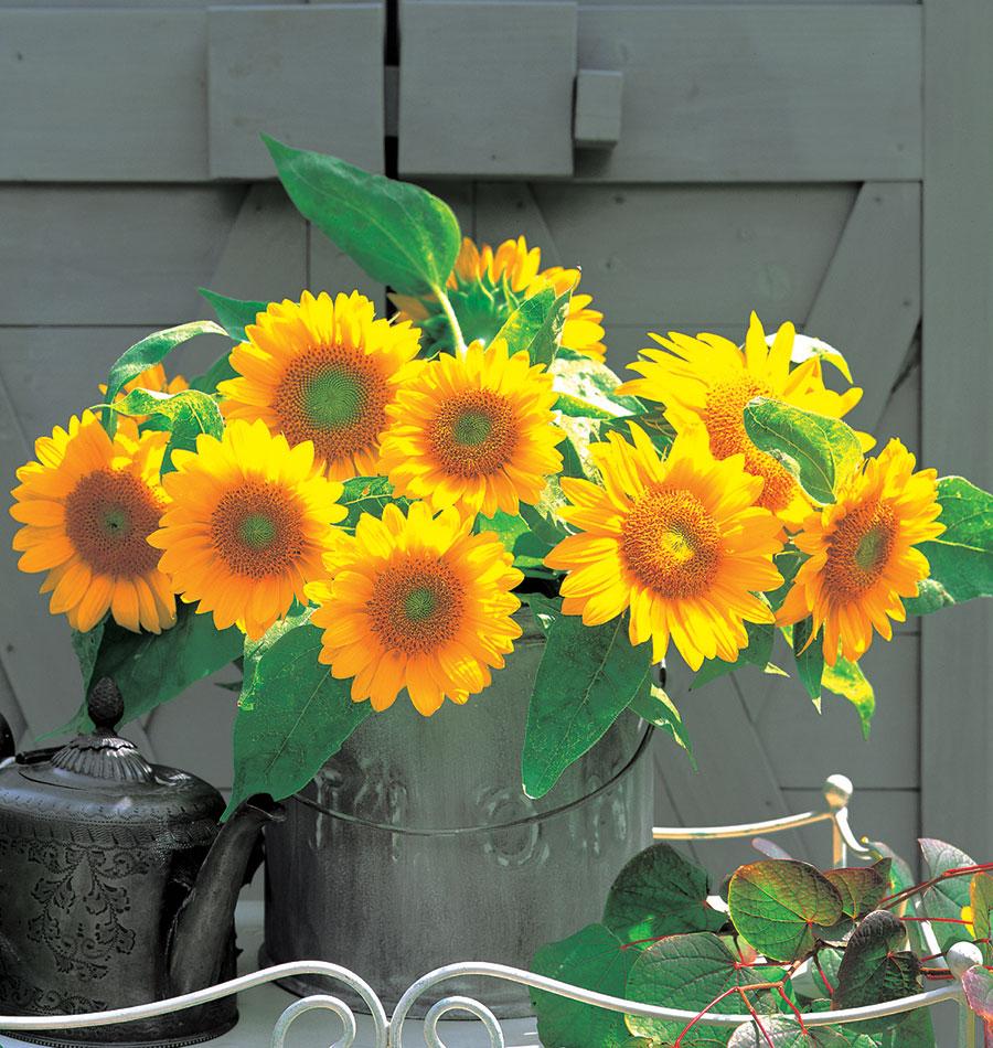 Sunrich Gold Sunflower Seeds – West Coast Seeds