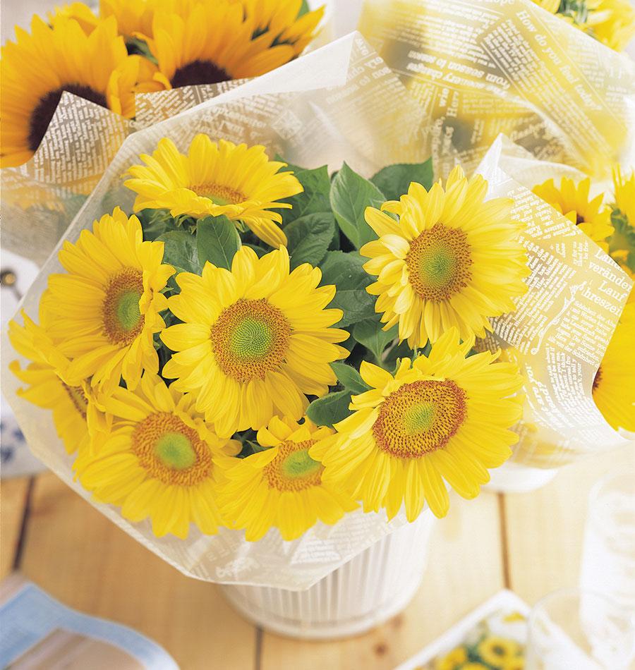 Sunrich Lime Sunflower Seeds – West Coast Seeds