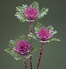 Crane Feather Queen Ornamental Kale Seeds – West Coast Seeds