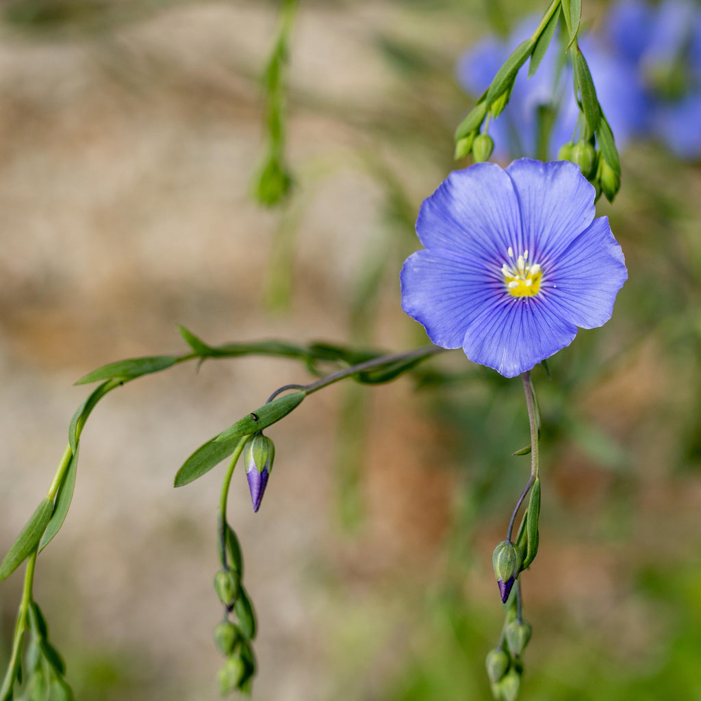 Common Flax Organic – West Coast Seeds