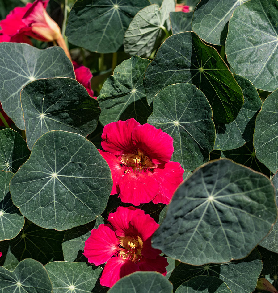 Baby Rose – West Coast Seeds