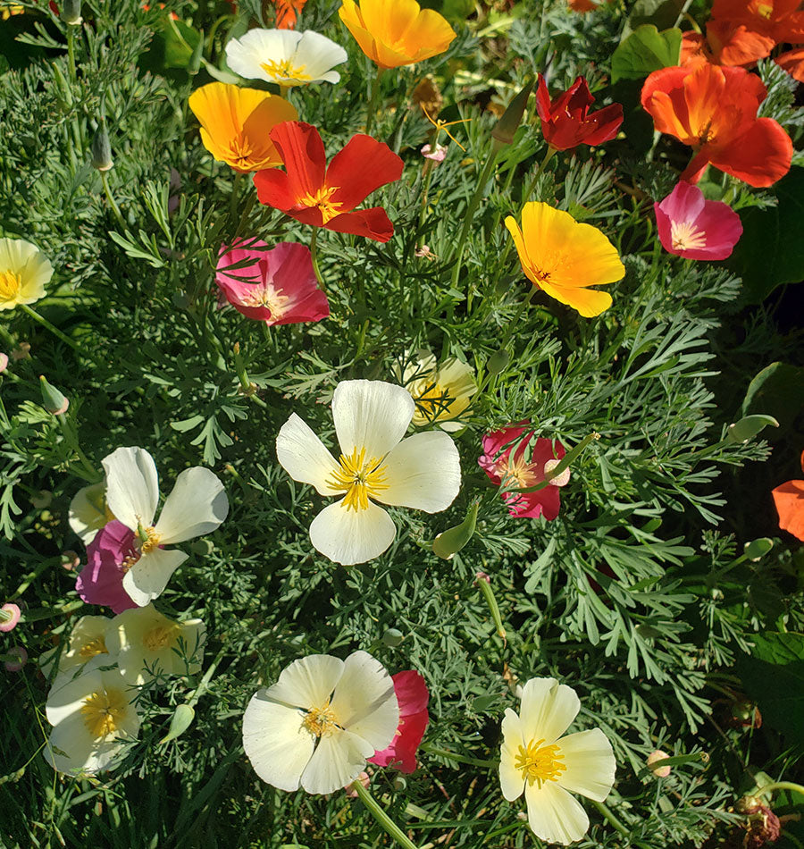 Formula Mix – West Coast Seeds