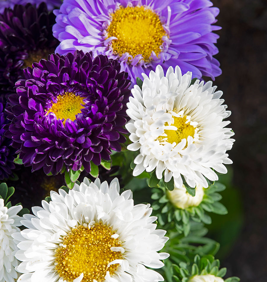 The Blues Mix – West Coast Seeds