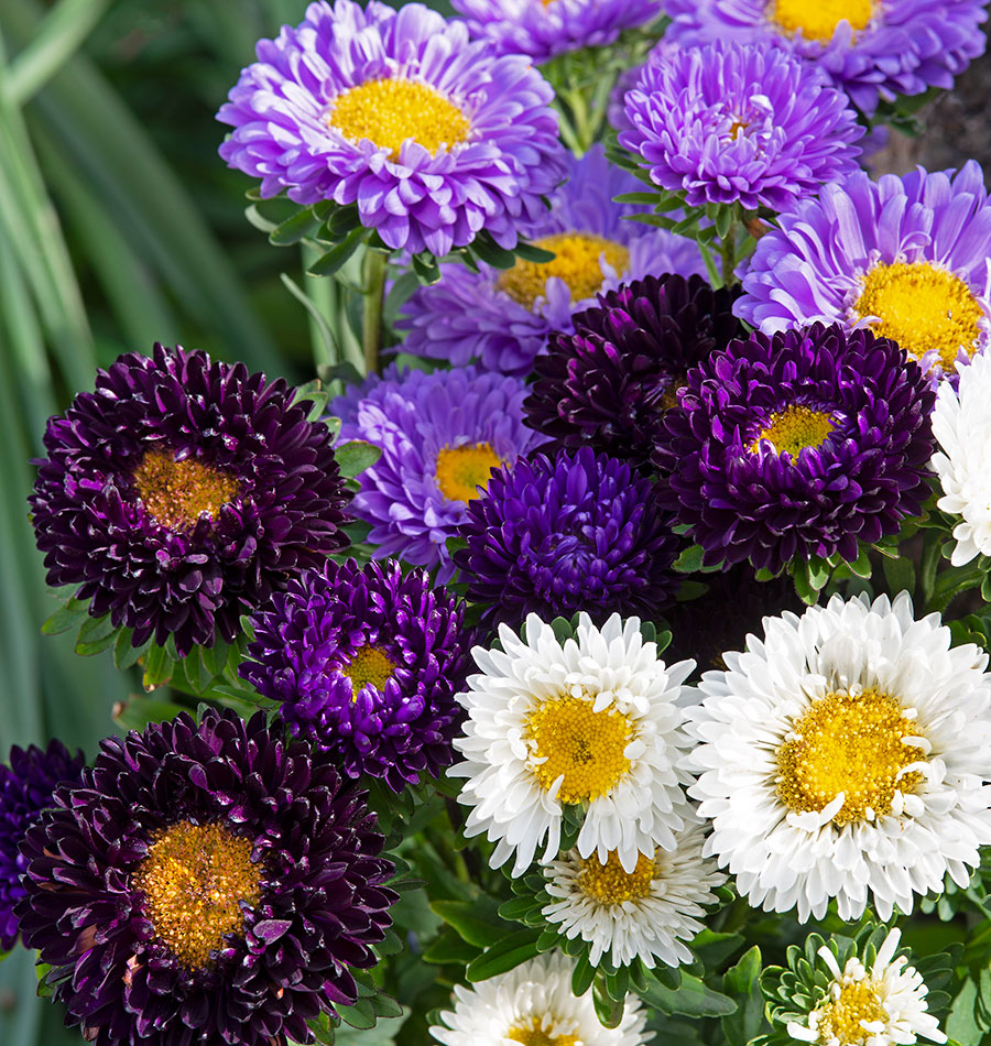 The Blues Mix – West Coast Seeds