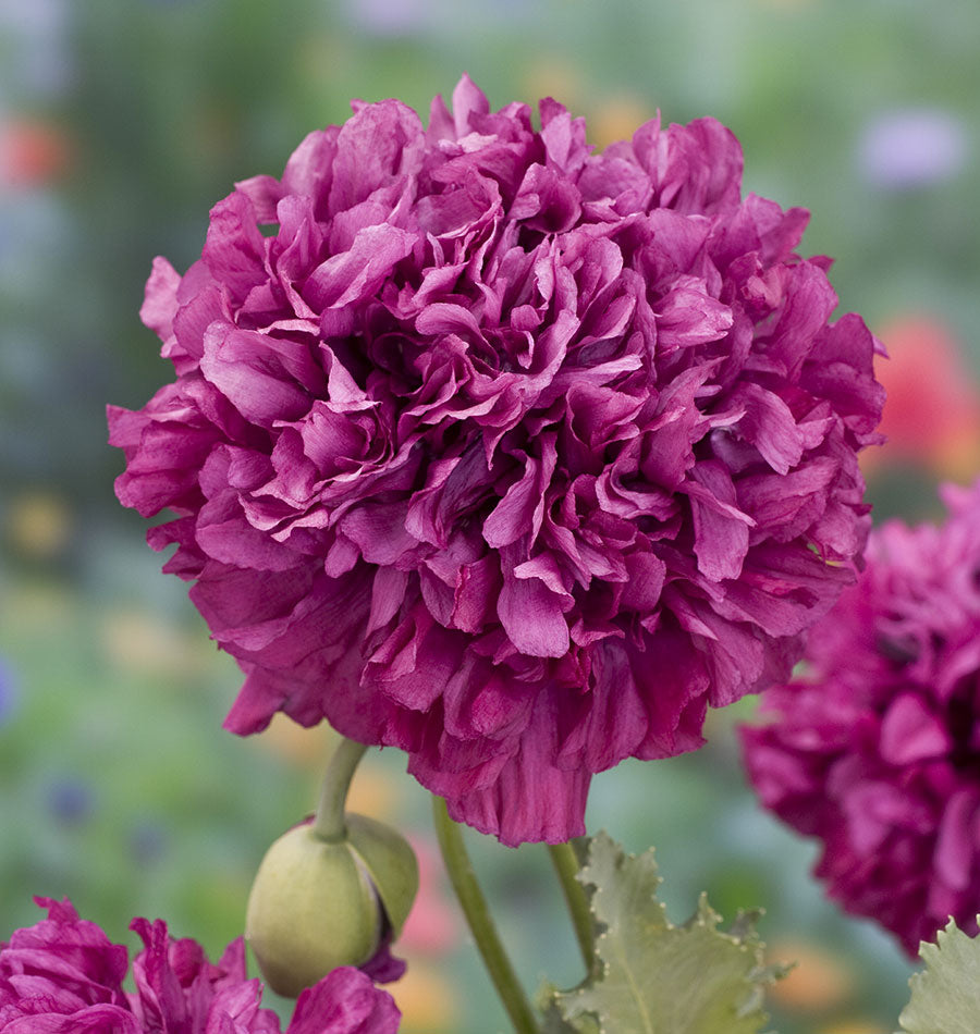 purple peonies