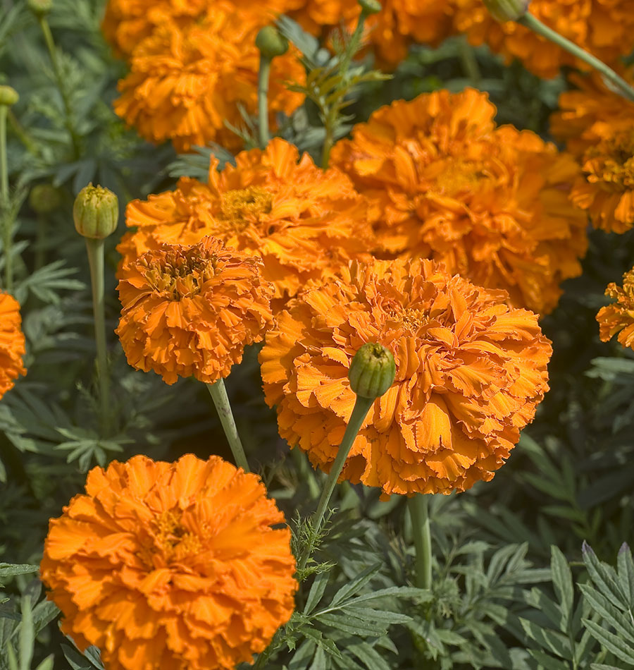 Kees' Orange – West Coast Seeds