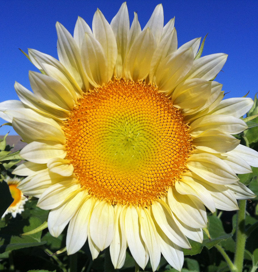 ProCut White Lite – West Coast Seeds