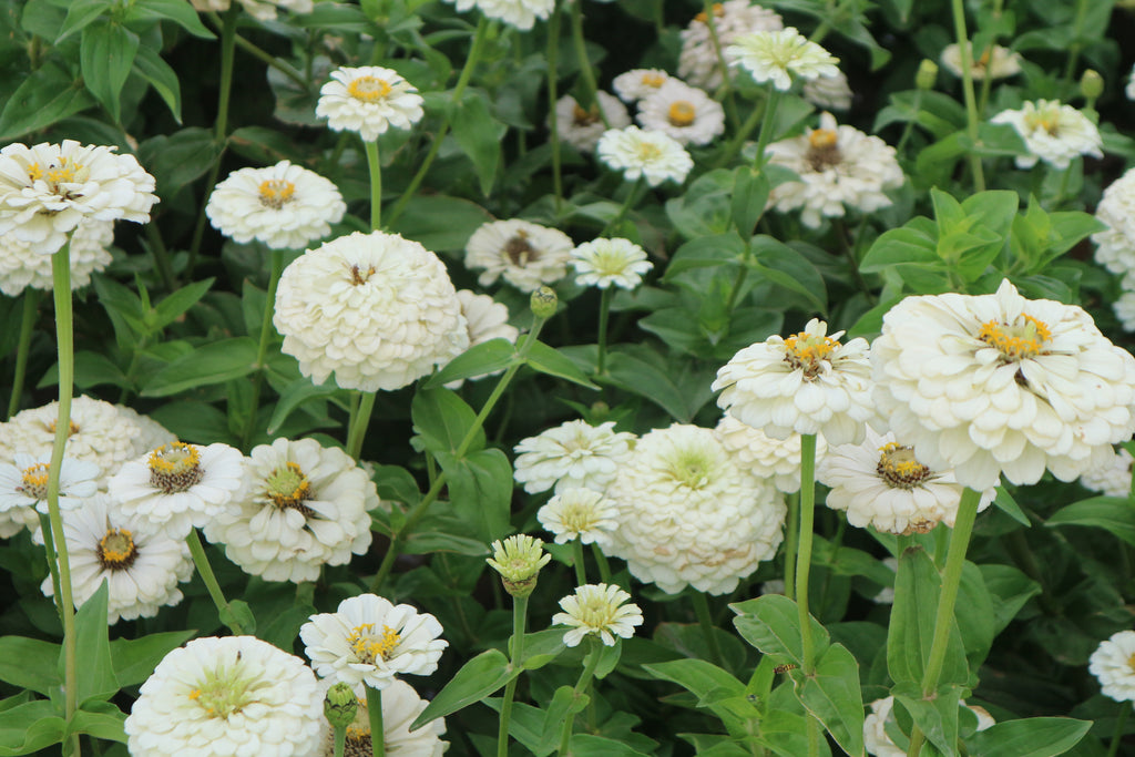 Oklahoma Ivory – West Coast Seeds