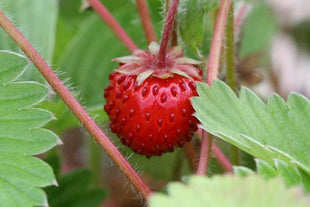 Baby Boo Pumpkin Seeds – West Coast Seeds