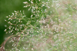 Gulf Islands Secondary School – West Coast Seeds