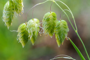 How to Grow Quinoa from Seeds | West Coast Seeds