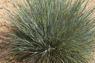 Fall Rye Cover Crop Seeds – West Coast Seeds