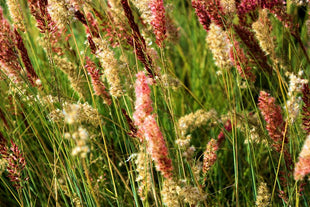 Fall Rye Cover Crop Seeds – West Coast Seeds