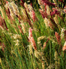 Ruby Grass Seeds | Melinis nerviglumis 'savannah' – West Coast Seeds