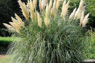 Baby Boo Pumpkin Seeds – West Coast Seeds