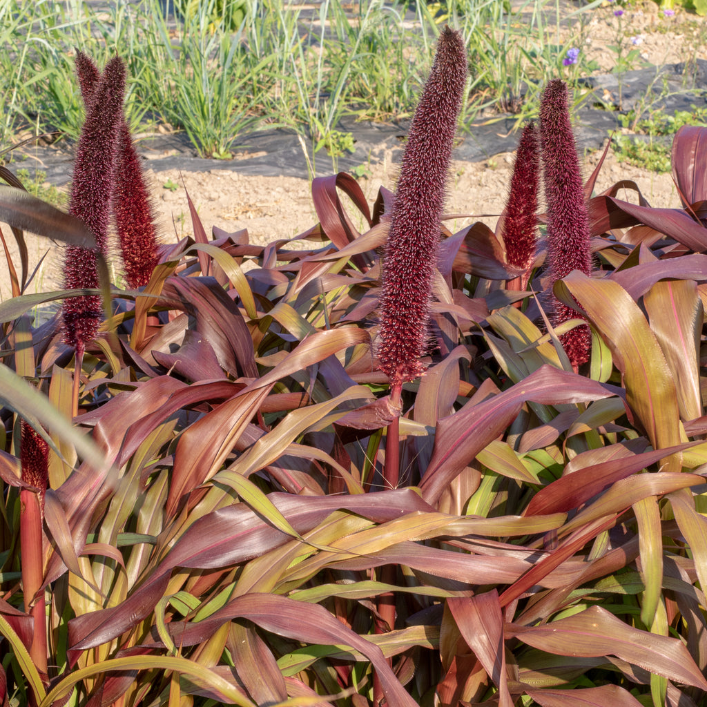 Copper Prince Ornamental Grass Seeds – West Coast Seeds