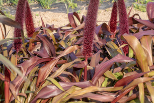 Baby Boo Pumpkin Seeds – West Coast Seeds