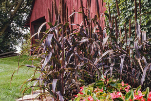 Fall Rye Cover Crop Seeds – West Coast Seeds