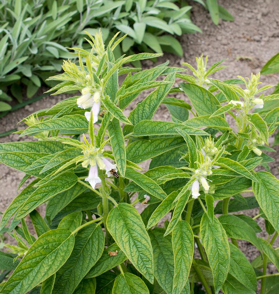 Golden Sesame Seeds – West Coast Seeds