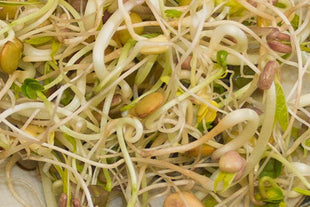 How to Grow Fall Rye – West Coast Seeds